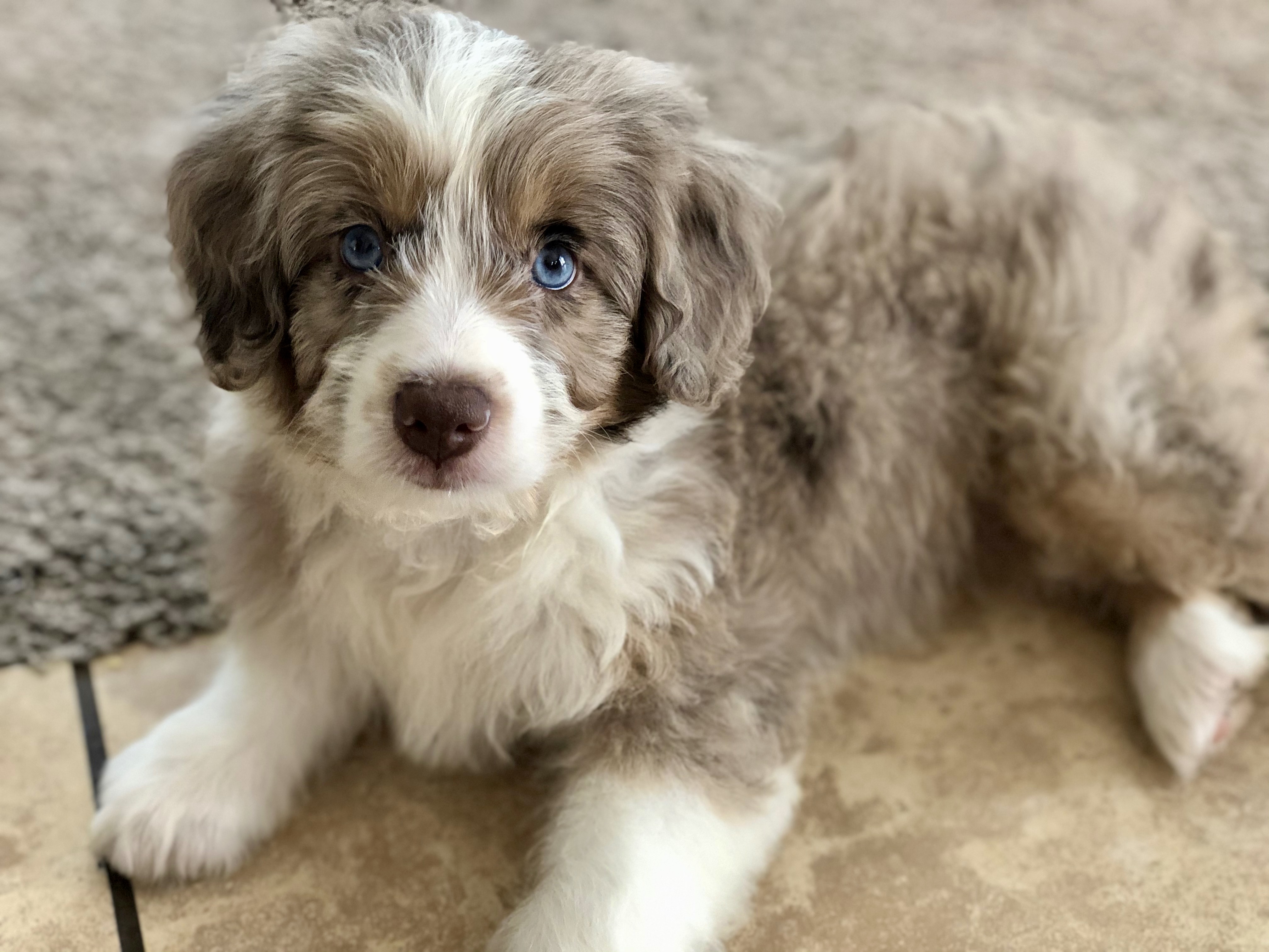 Aussiedoodle Puppies for Sale in Arizona | Aussie Doodles Arizona