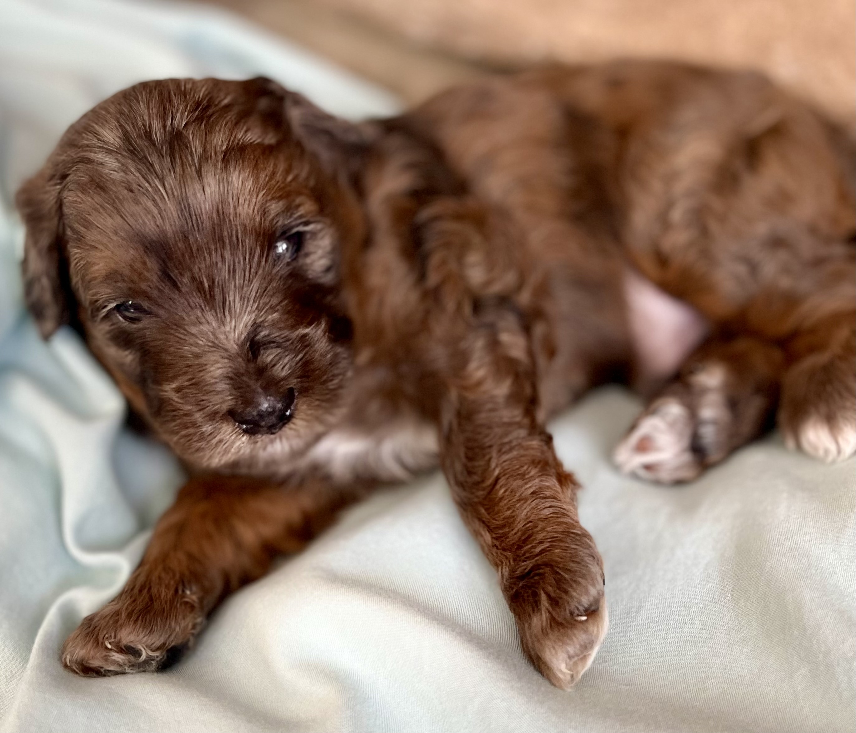 Available Aussiedoodle Puppies in Arizona | Aussie Doodles Arizona